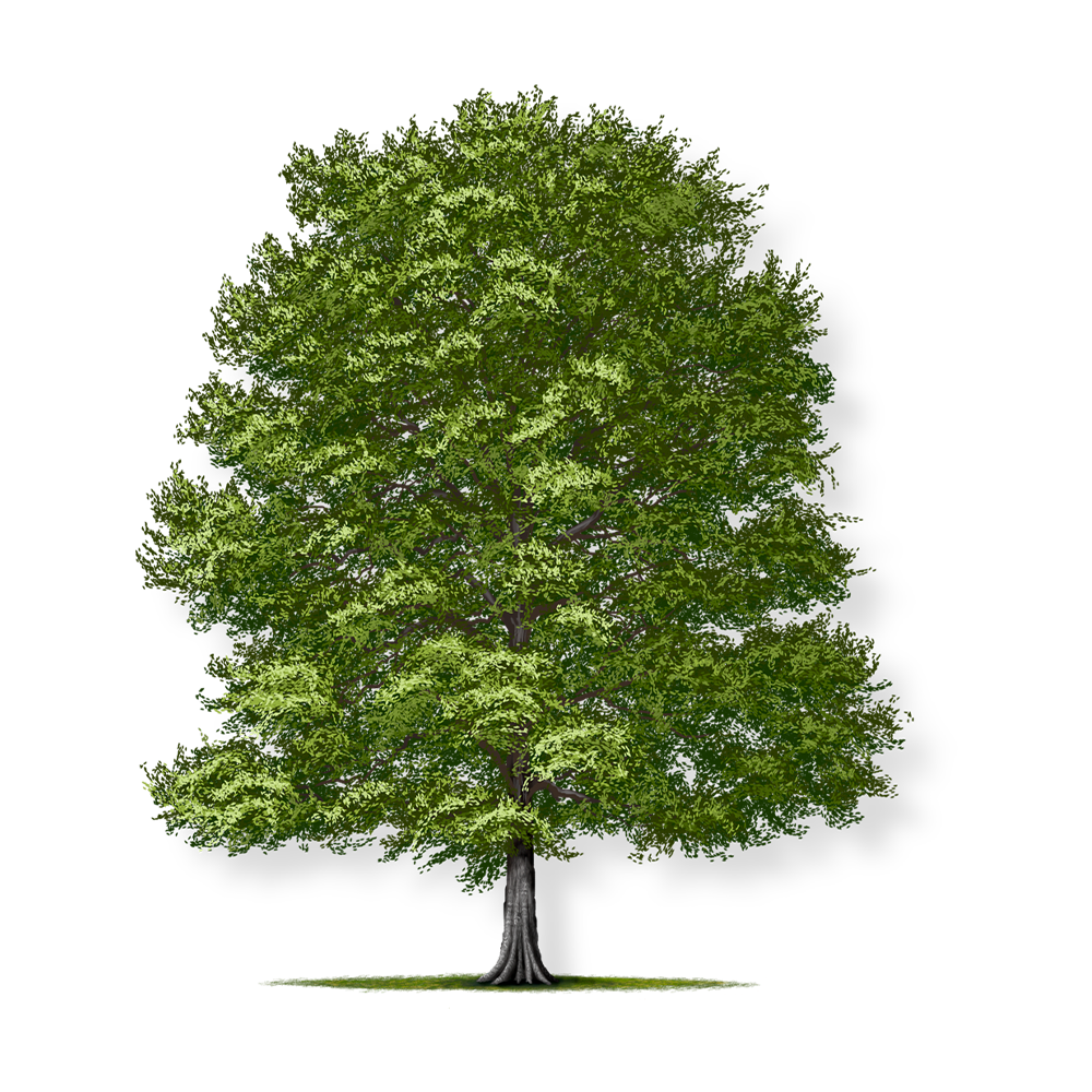 BUK LESNÍ - Vyrobapro